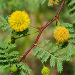 Buy Babul tree, Babool tree Online