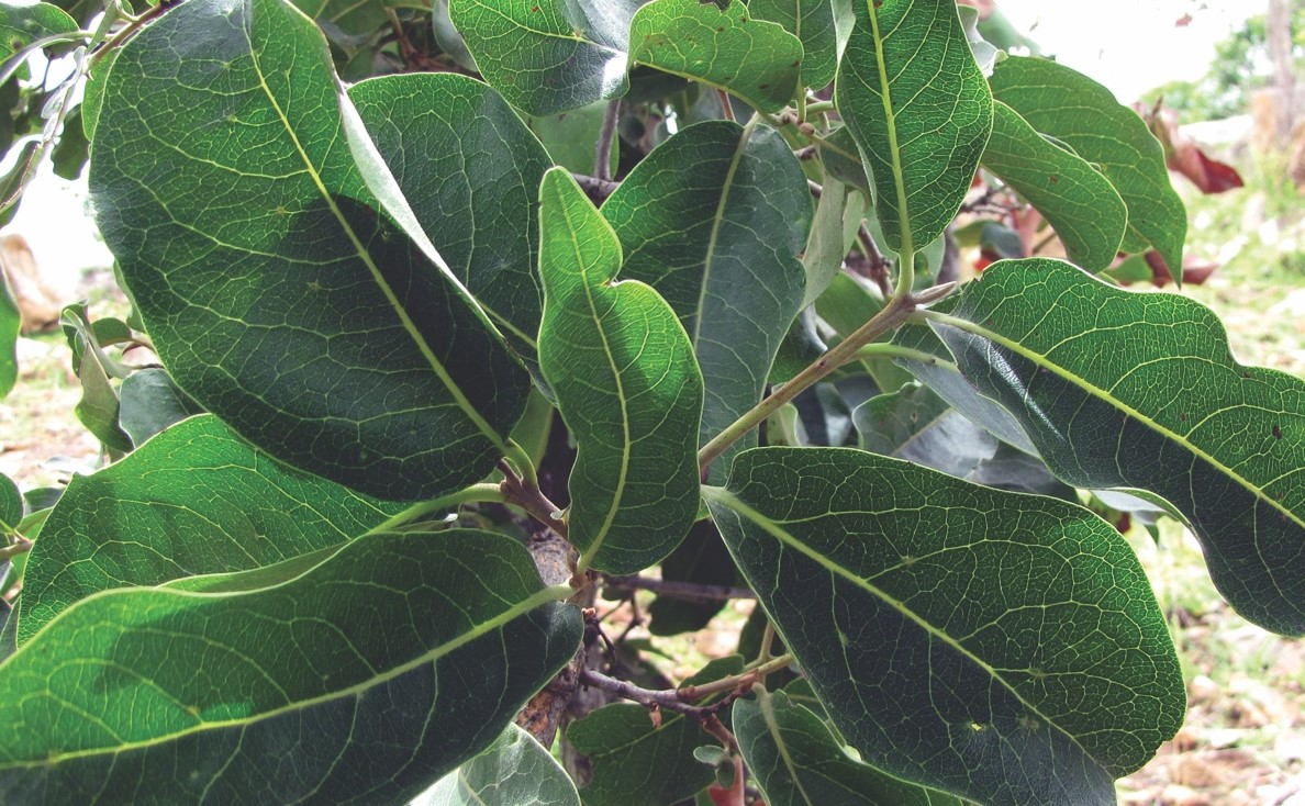 buy-diospyros-melanoxylon-beedi-ilaimaram-coromandel-ebony-black