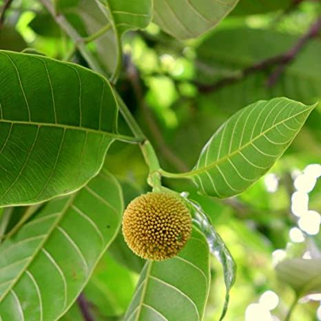 Buy Bur-flower tree, laran Online