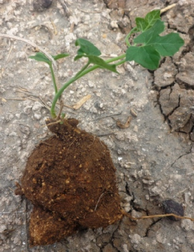 Buy Akasa Garudan Kizhangu-Plant, Redfruit Creeper-Plant, Corallocarpus ...