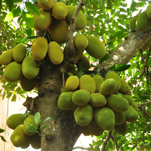 Buy native Jackfruit, nattu palapazham-live plant online shopping for ...