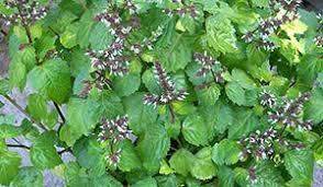 Buy Patchouli, pacholi, kathir pachai, கதிர்பச்சை, patcholi,Pogostemon ...