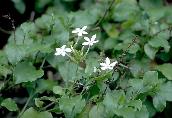 Buy White Leadwort, Plumbago Zeylanica(White), vellai kodiveli ...