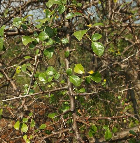 indian balm of gilead, mulkiluvai, usavu, mullu betta maavu, guggilamu