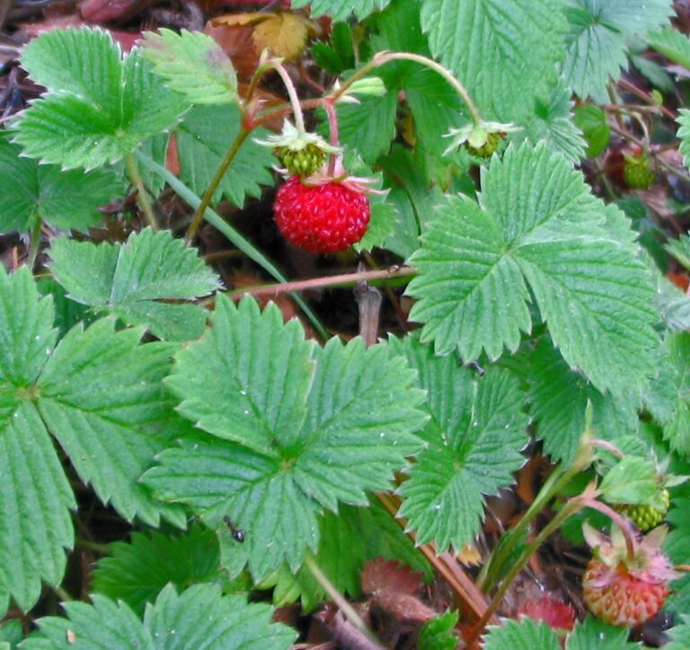 Buy wild-Strawberry, fragaria indica, Himalayan strawberry (yellow ...