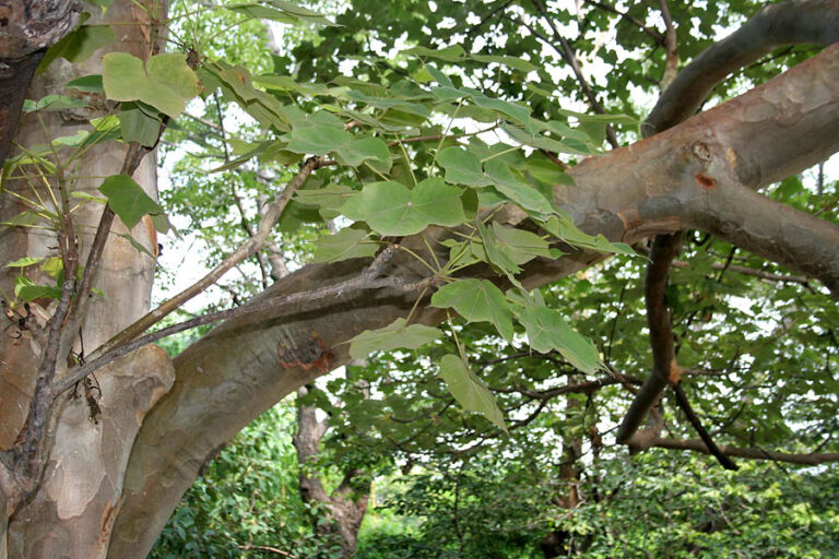 Buy sterculia urens, annanvazhukki, kithondi, paravakka, theethondi ...