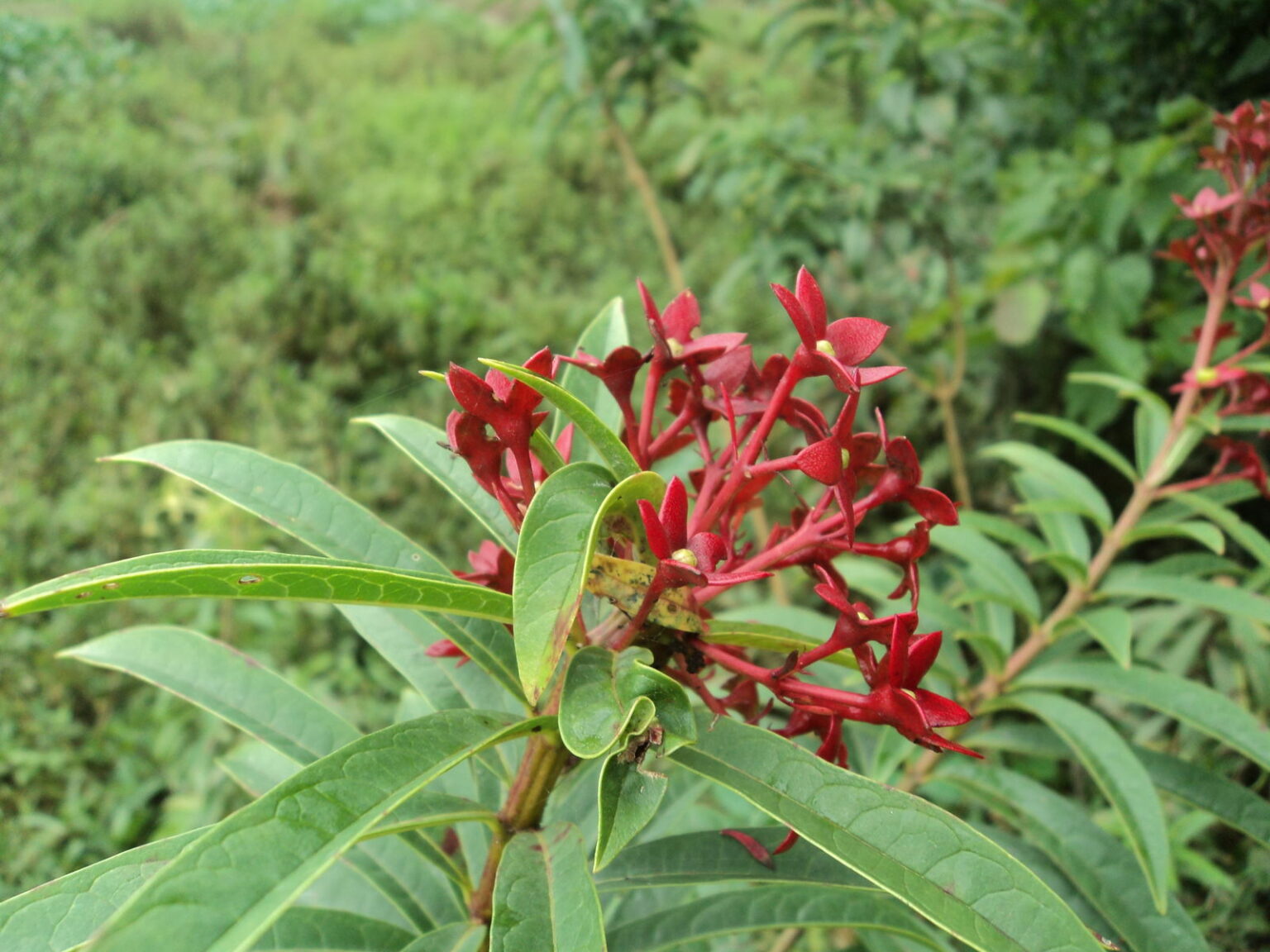 Buy Clerodendrum indicum, bharangi, narivalai, Bowing flower, India ...