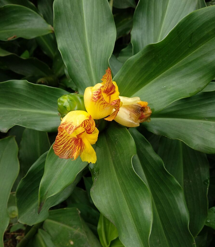 Buy Costus pictus, yellow crepe ginger, manjal inji, yellow ginger-Live ...