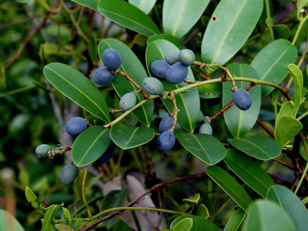 Buy Lakshmitaru(original), Laxmitaru, Lakshmitaroo, लक्ष्मीतरू ...