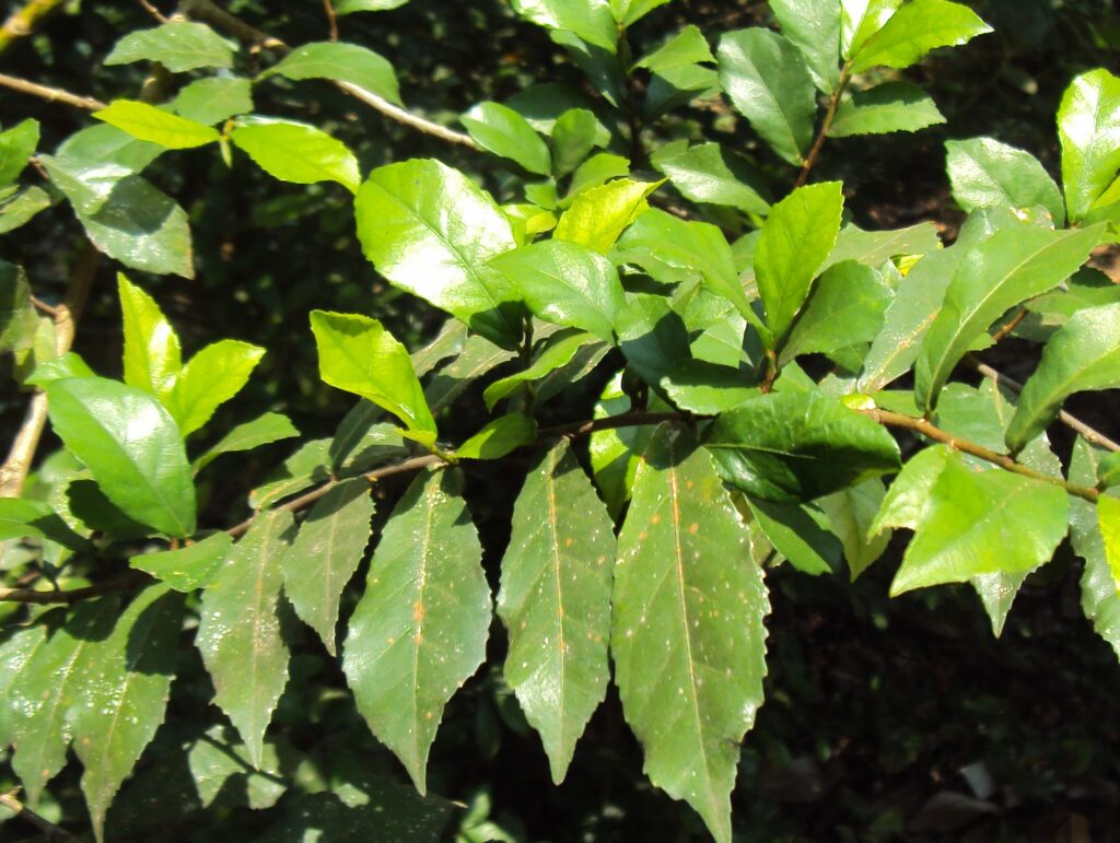 Buy - Online-shopping-live-plant