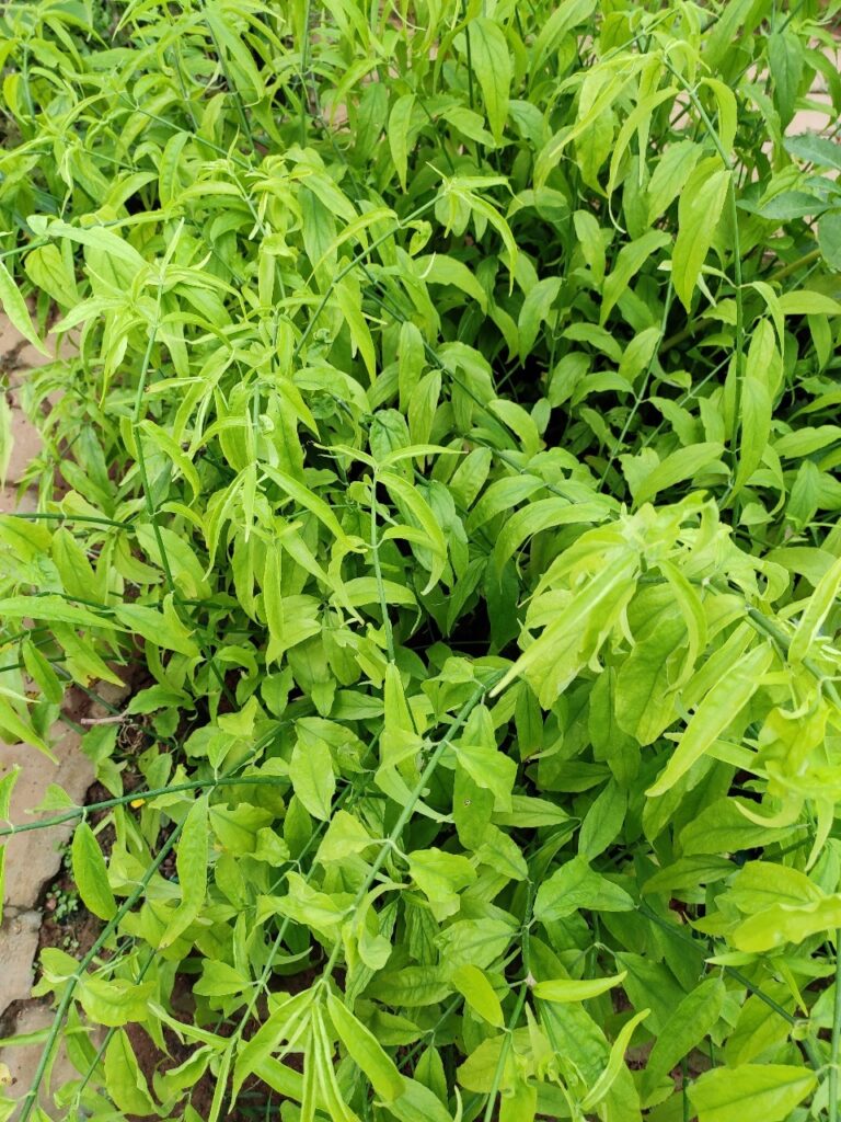 Buy Clinacanthus nutans(2 to 4 plants in one pot), sabah snake grass ...