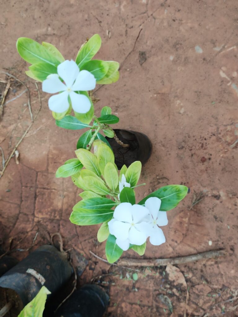 Buy Vinca rosea-white flower, catharanthus roseus-white flower ...