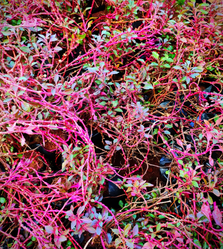 Buy Red Sessile Joywood, Alternanthera bettzickiana(Red), Sessile ...