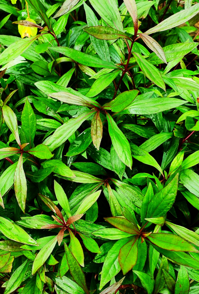 Buy Ayapana, mrithasanjeevani, அய்யம்பனை, amirtha sanjeevi, அமிர்த ...