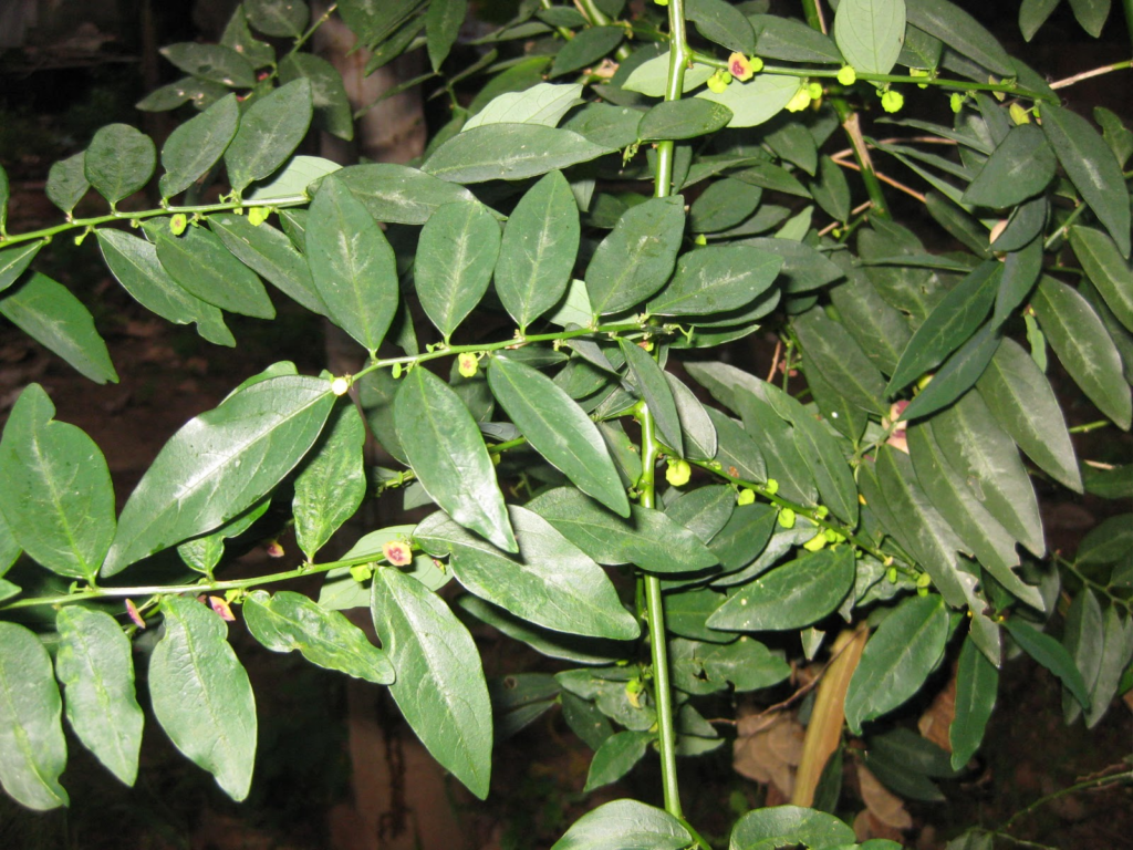 Buy Multi vitamin plant, Sauropus androgynus, Thavasi Murungai ...