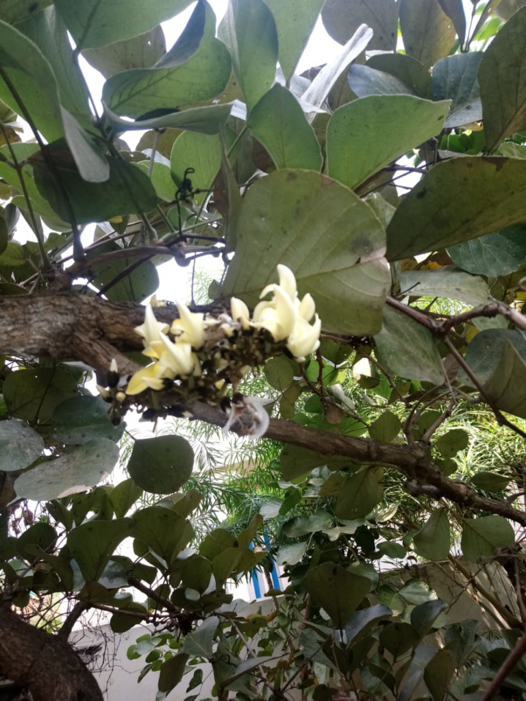 Buy Flame of the Forest-white, palas tree-white Online