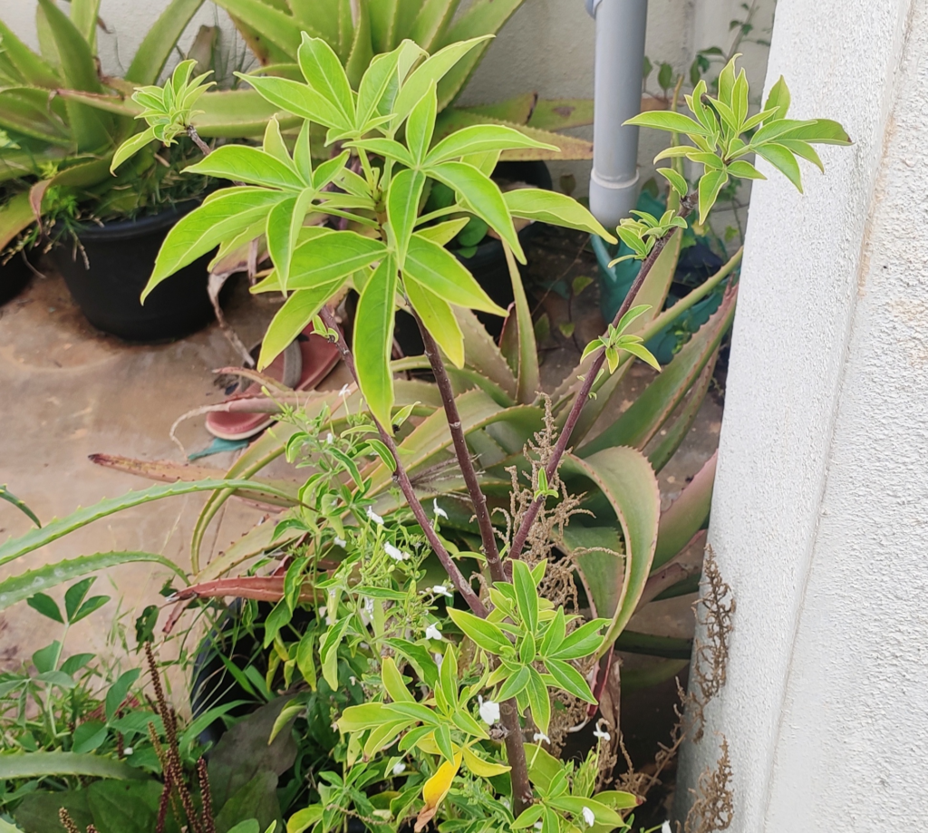 Buy Kalpavruksha, karpaga virutcham Online