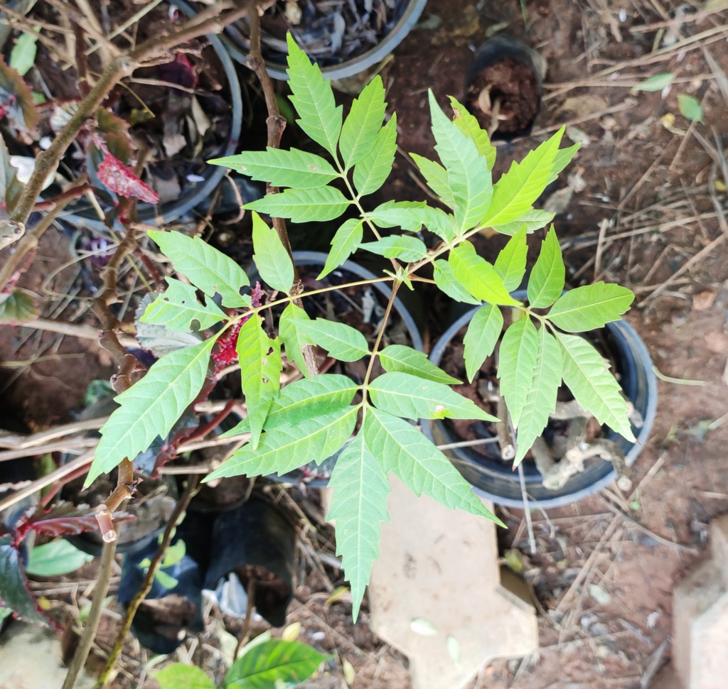 Buy Indian mahogany, Red cedar, Surian, Toon तून , sundaravembu ...