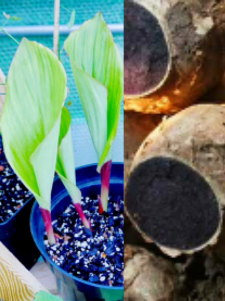 Buy Black ginger, thai ginseng, karu inji, கருஇஞ்சி, kaempferia ...