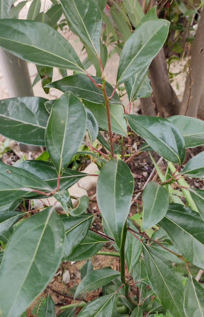 Buy Pachai karpooram-big plant, camphora tree, cinnamomum camphora ...