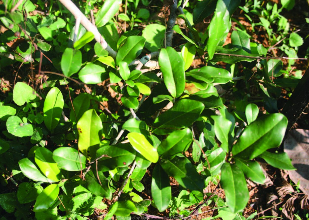 Buy Manikara hexandra, mimusops hexandra, ulakkai paai, paalai, Iron ...