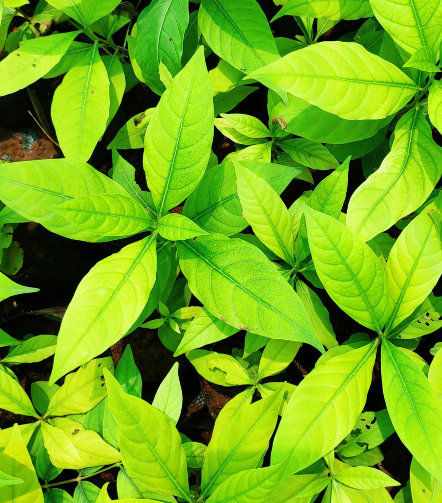 Buy Kurchi, kudasuppaalai, tellicherry bark Online