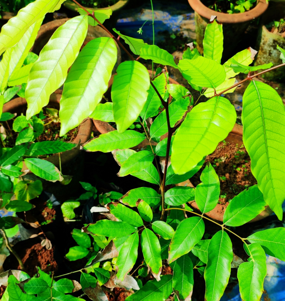 Buy Atthar maram, javvadu maram, Arakku maram, अट्ठार , Macassar oil ...