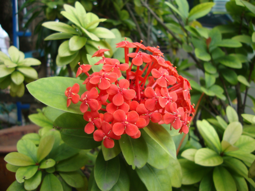 Buy Ixora, Ixora coccinea, vedchi, rangan, chethi, rugmini, இட்லி பூ ...