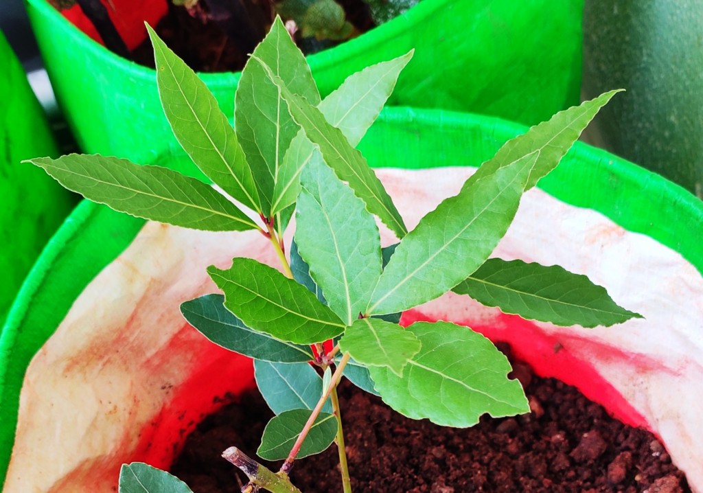 Buy Sakkarai vembu tree, சக்கரை வேம்பு மரம் Online