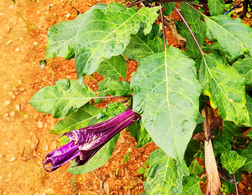 Buy Black datura, karuomathai, काला धतूरा, kaala dhatoora-Live plant ...