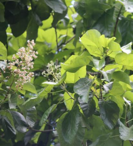 Buy Trincomalee Wood, Halmilla tree Online