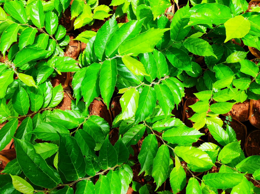 Buy Indian elm, aya maram, ஆயா மரம், thapse tree, arjuna thapse tter Online