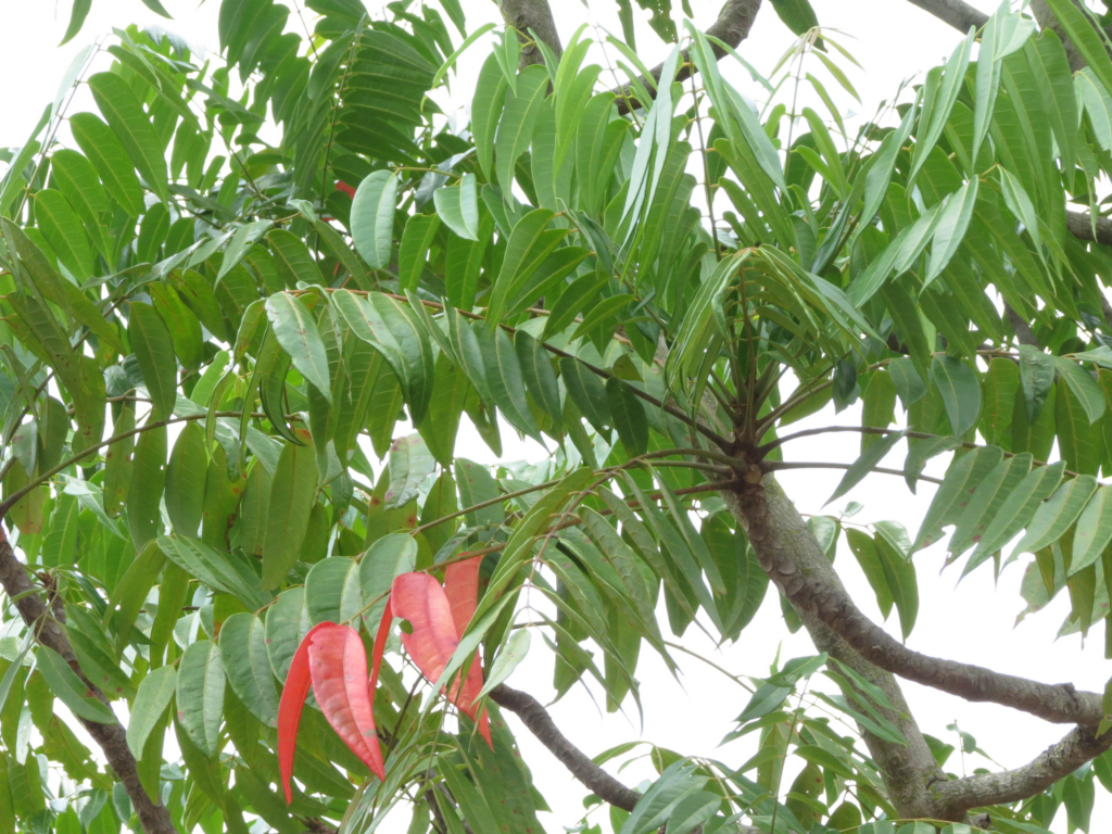 Buy Maharukh, dhoop, mattipal sambrani, Ailanthus Triphysa, Mattipal ...