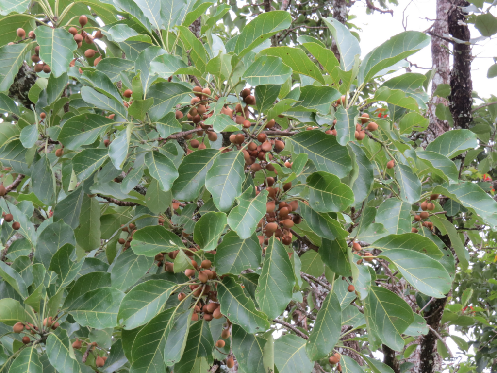 Buy Beach Almond, thandrikkai, karshphal, thandri, bibhitaki-live plant ...