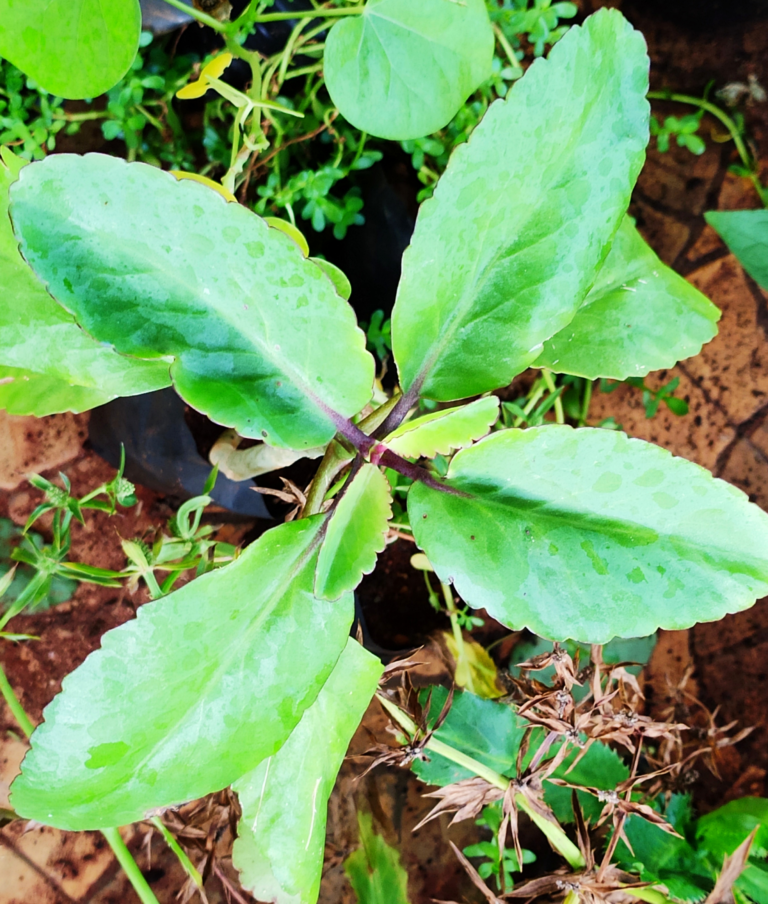Buy Miracle Plant, ranakalli, katti potta kutti podum, ரணக்கல்லி ...