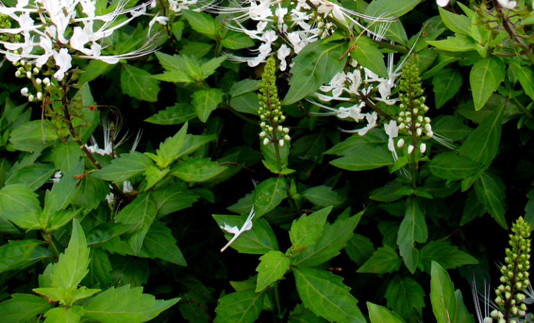 Buy Cats Whiskers, Java Tea, Kidney Tea Plant Orthosiphon Aristatus ...