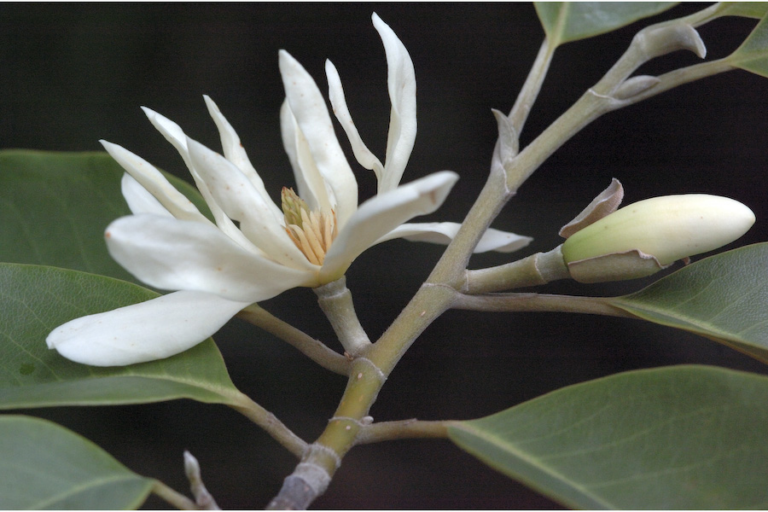 Buy white champa flower, vellai shenbagam (Air layered-Immediate ...