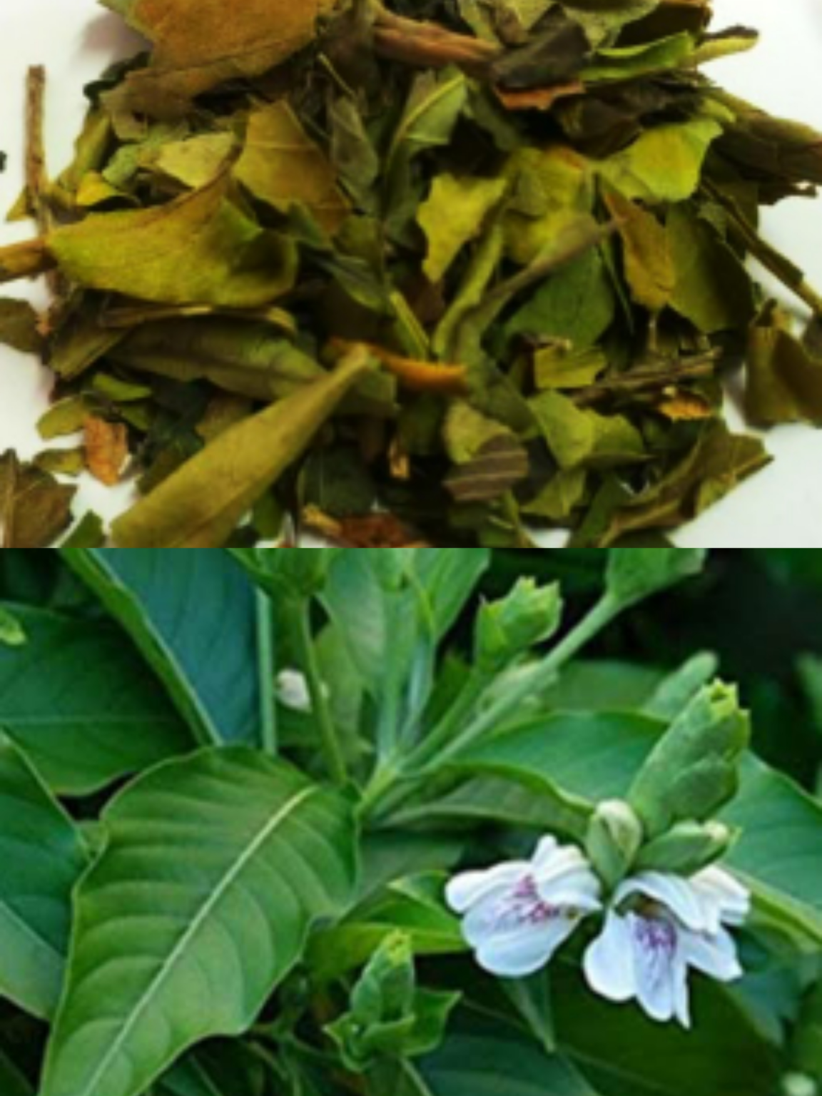 Buy adathoda, ஆடாதோடை-100kg Dry leaf Online
