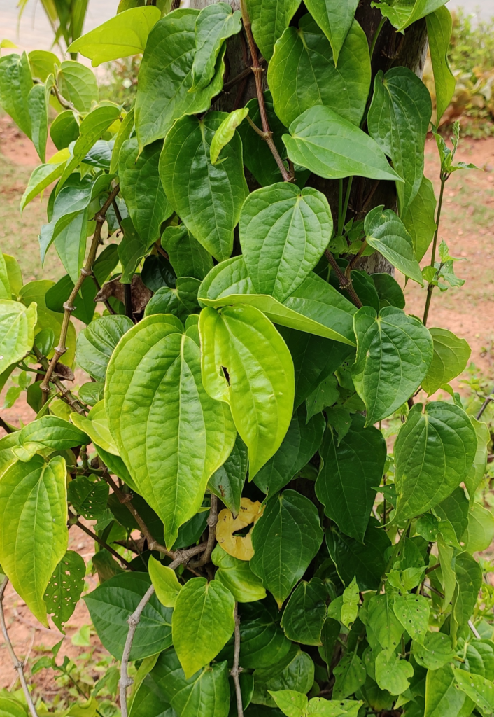 Buy Betel Vine, vethalai, வெத்தலை, piper betel, vetila, vetrilai, paan ...
