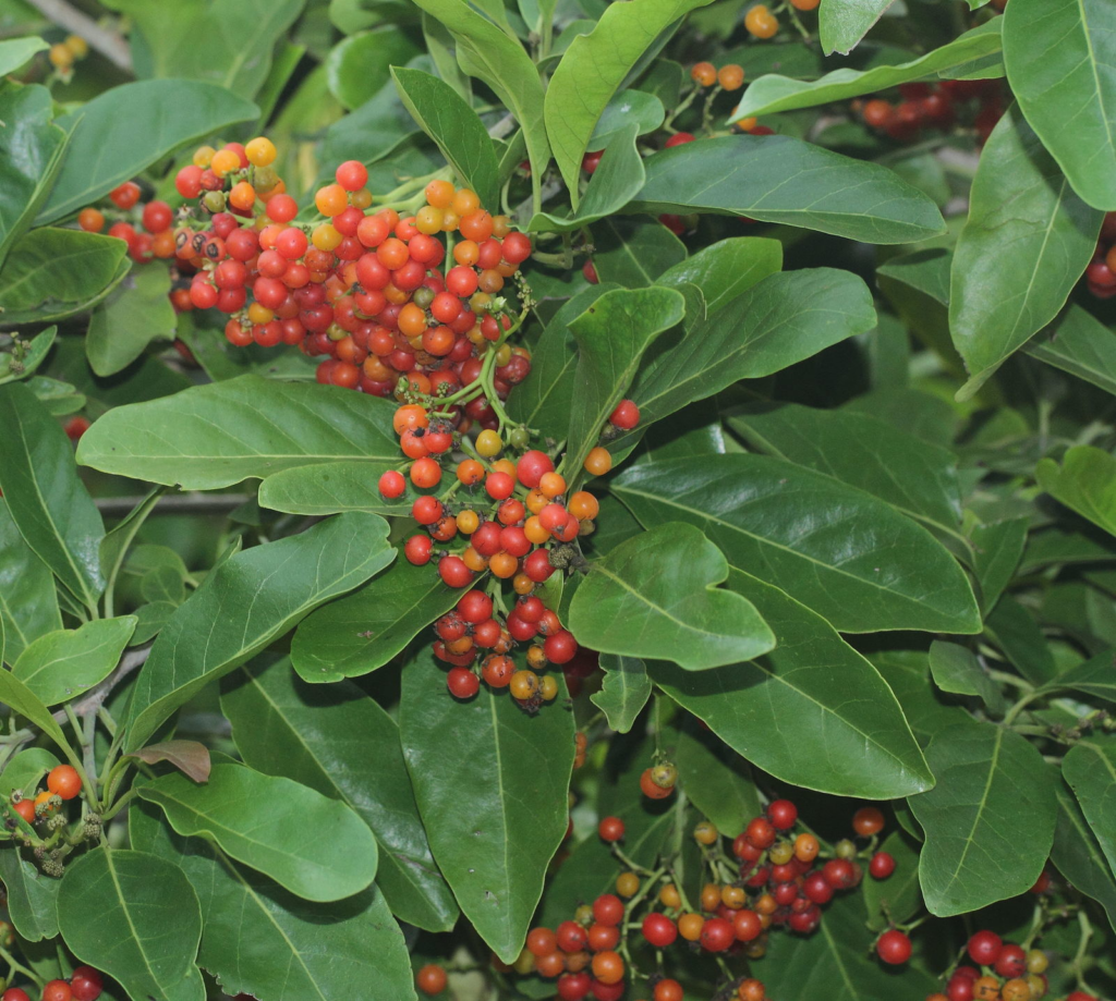 karukamaram, aadali, chamror