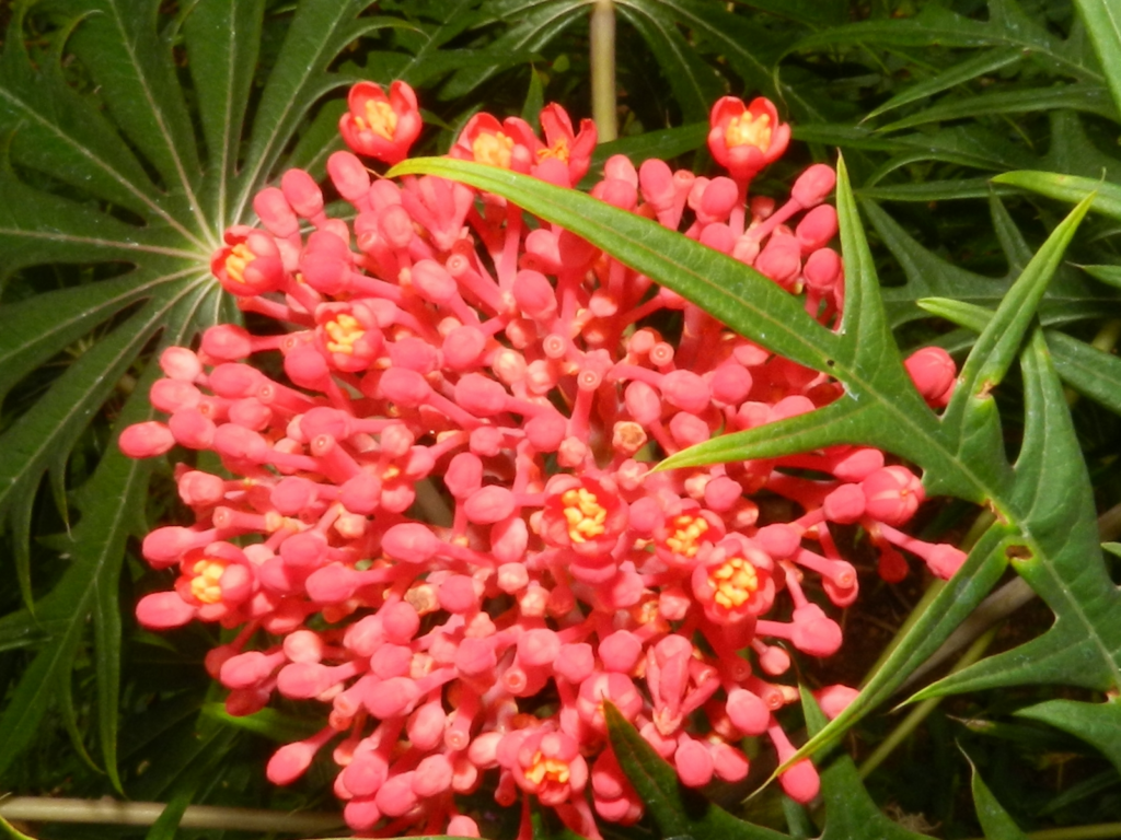 Buy Coral bush Online