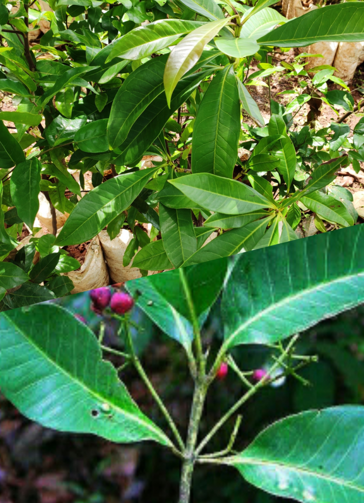 Buy syzygium travancorium, vathamkolli maram, poriyal, sennaval ...