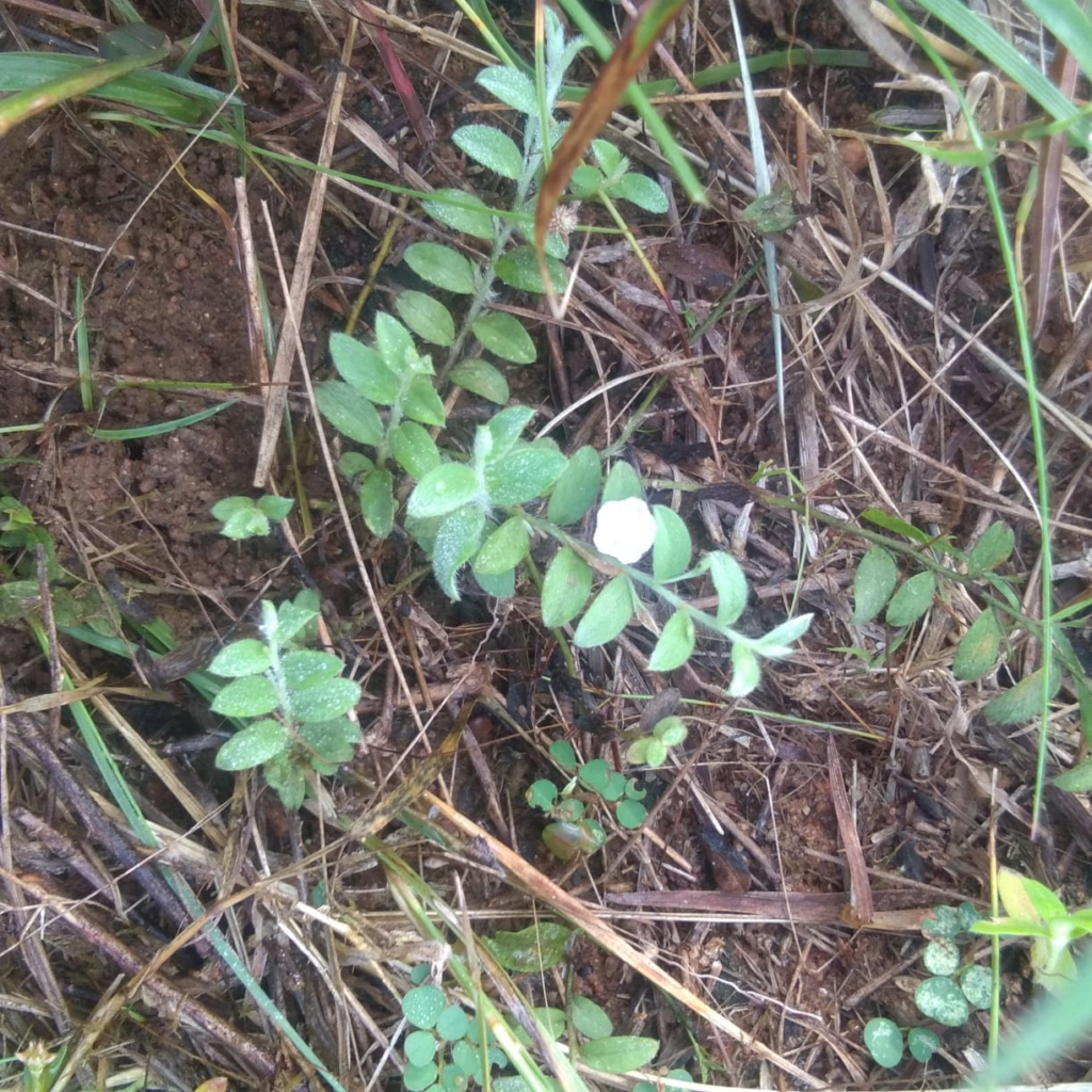 Buy Vellai Vishnu kiranthi, Roundleaf bindweed Online