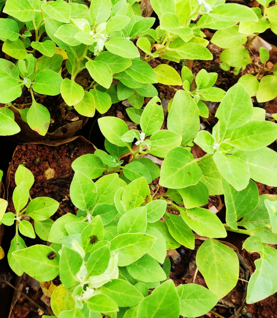 Buy Ashwagandha, indian ginseng, அஸ்வகந்தா, withania somnifera ...