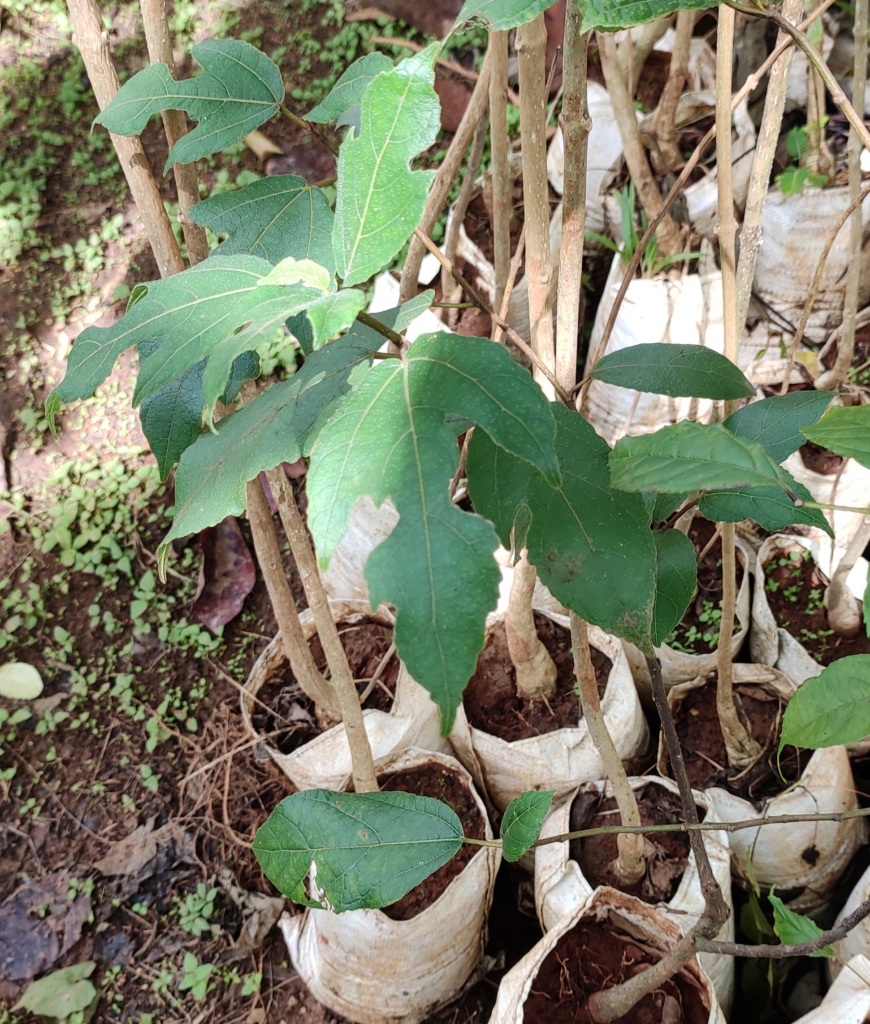 Buy ficus Exasperata Online