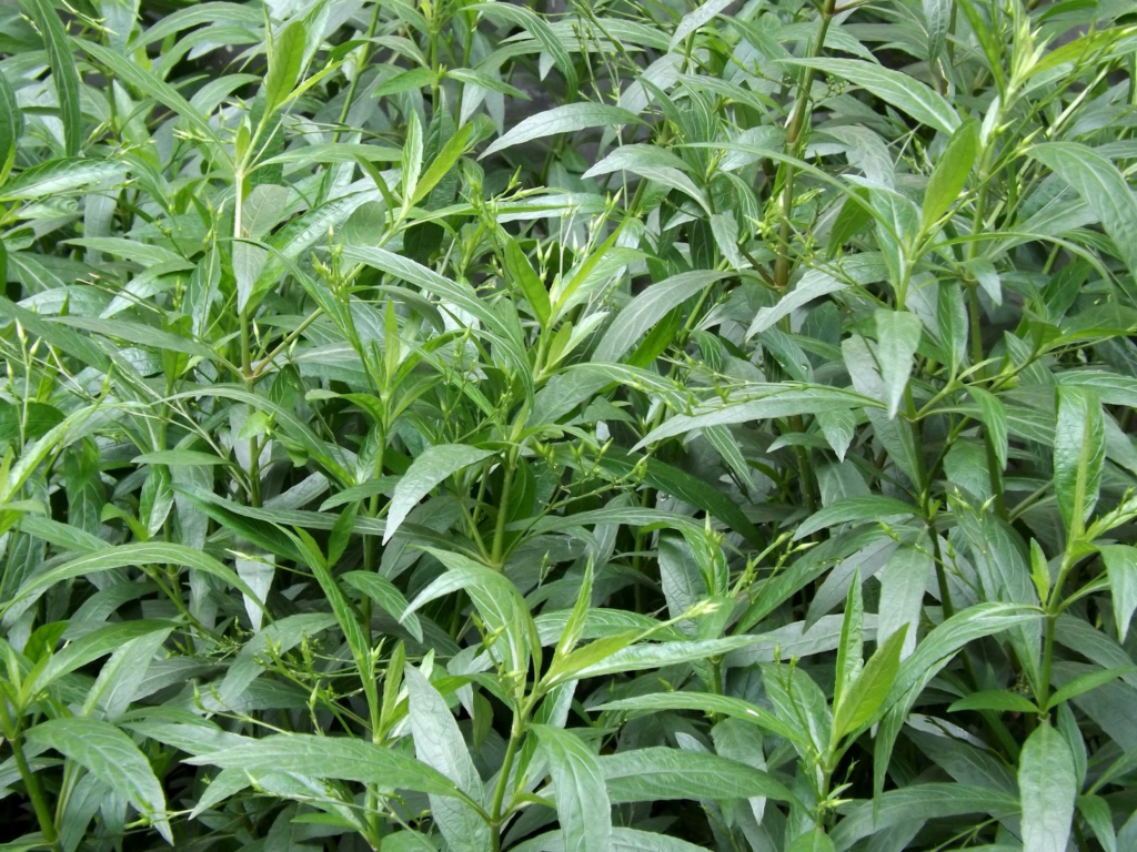 Buy Green Vitex, Gendarussa Vulgaris Neer nochi Aduthoda gidda Neer ...