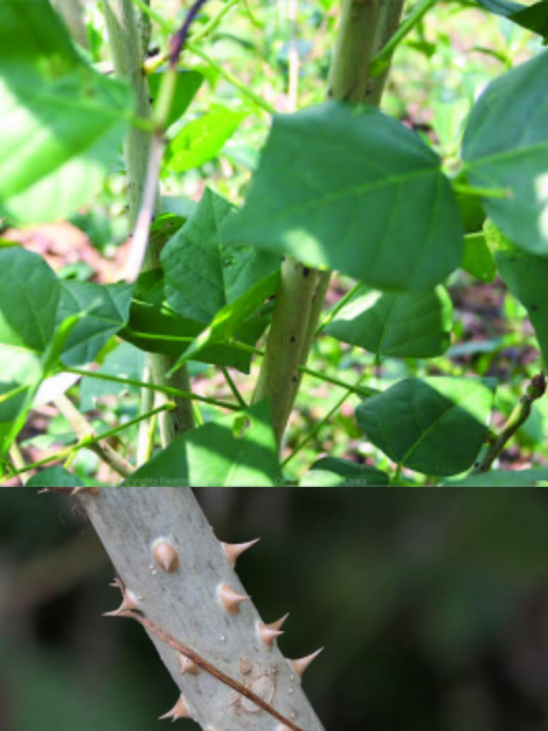 Buy Erythrina stricta-thorn, Indian coral-thorn, mullu murungai ...