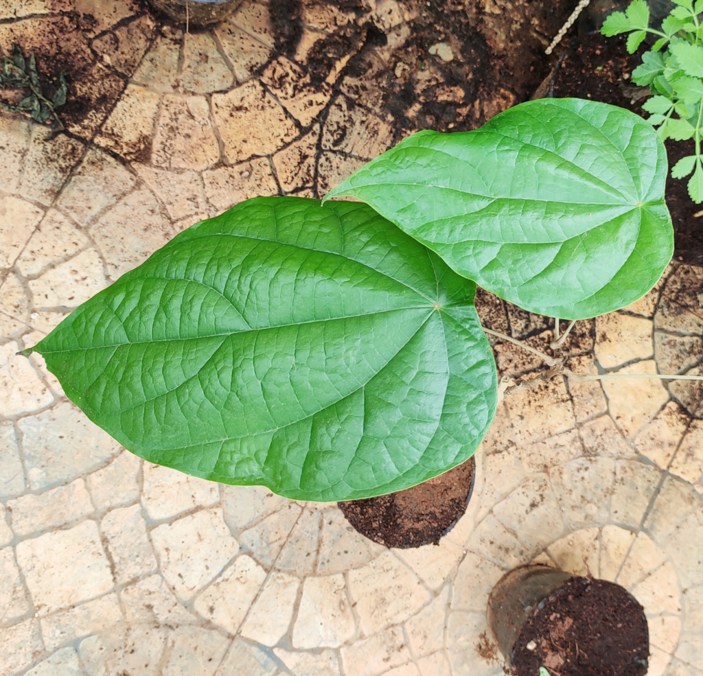 Buy Tree Turmeric, False Calumba, Coscinium fenestratum, maramanjal ...