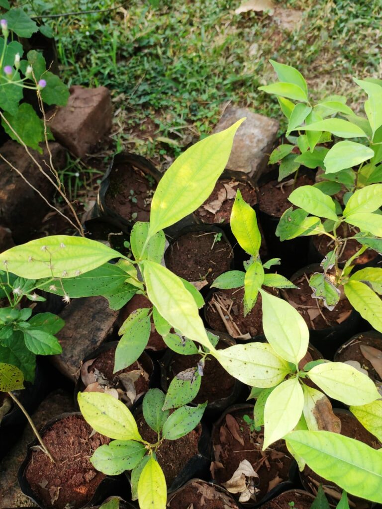 Buy Neolitsea cassia, Grey Bollywood, smooth-barb bollygum, Laurus ...