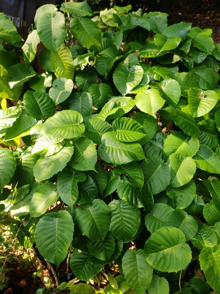 Buy Hura crepitans, Sandbox Tree, Possum Wood, Jabillo, Dynamite tree ...